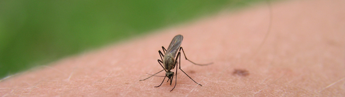 Protecting your Home from Mosquitoes | Living at home | Scavolini Magazine